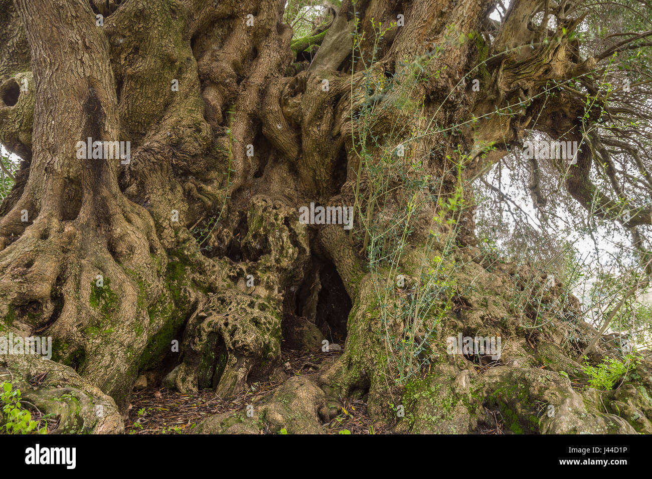 Millenary olive tree Stock Photo - Alamy