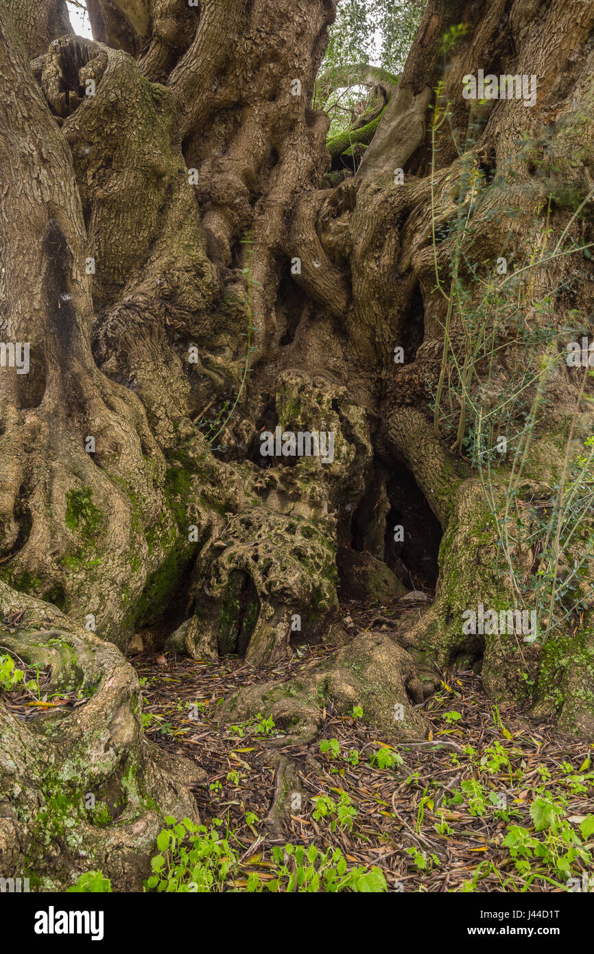 Millenary olive tree Stock Photo - Alamy