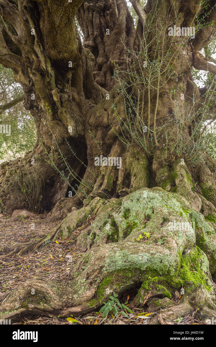 Millenary olive tree hi-res stock photography and images - Alamy