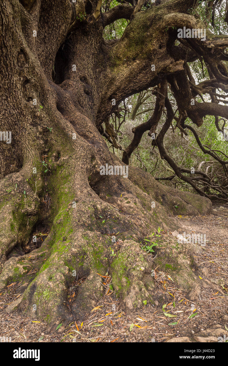 Millenary olive tree Stock Photo - Alamy