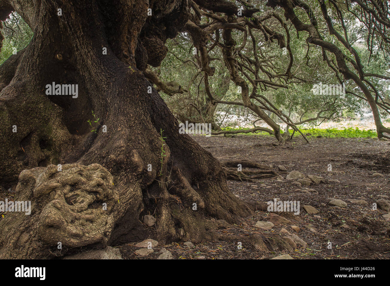 Millenary olive tree Stock Photo - Alamy