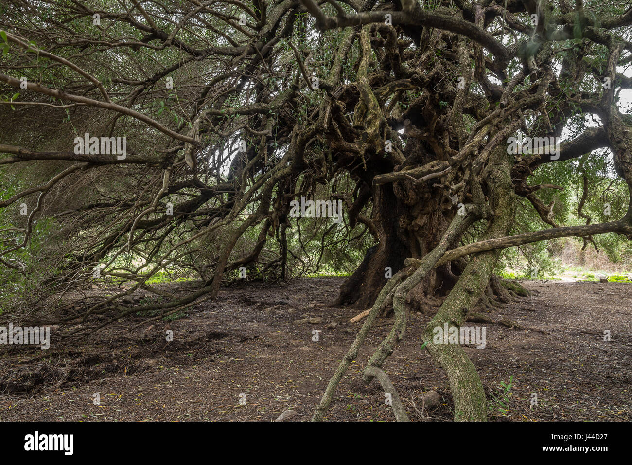 Millenary olive tree Stock Photo - Alamy