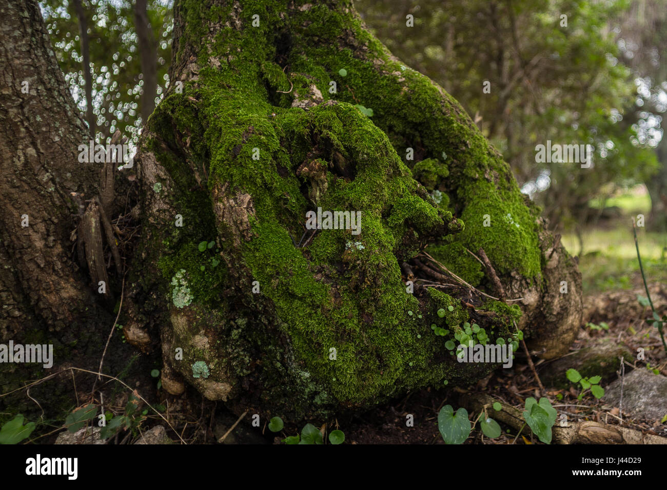 Millenary olive tree hi-res stock photography and images - Alamy