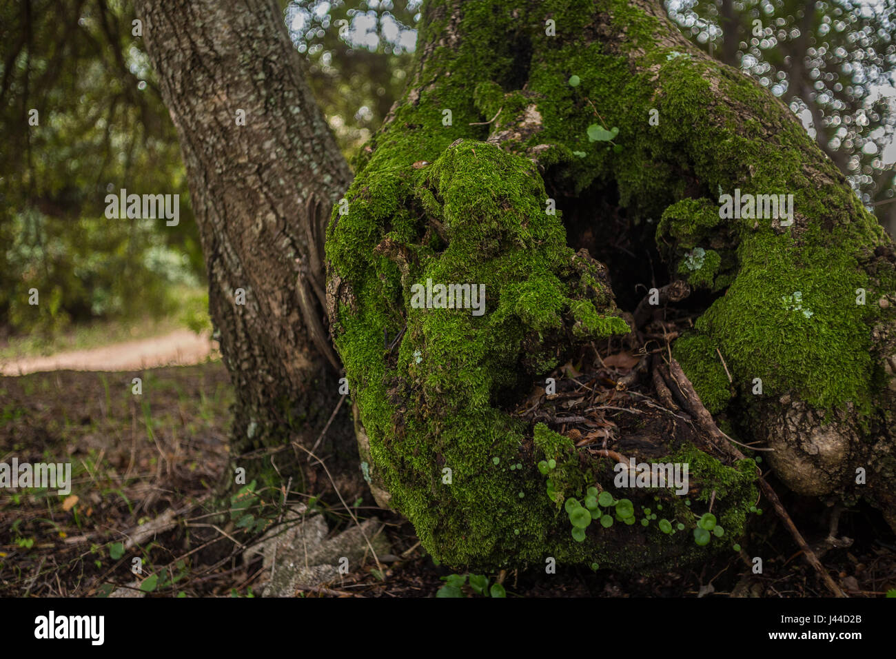 Millenary olive tree hi-res stock photography and images - Alamy
