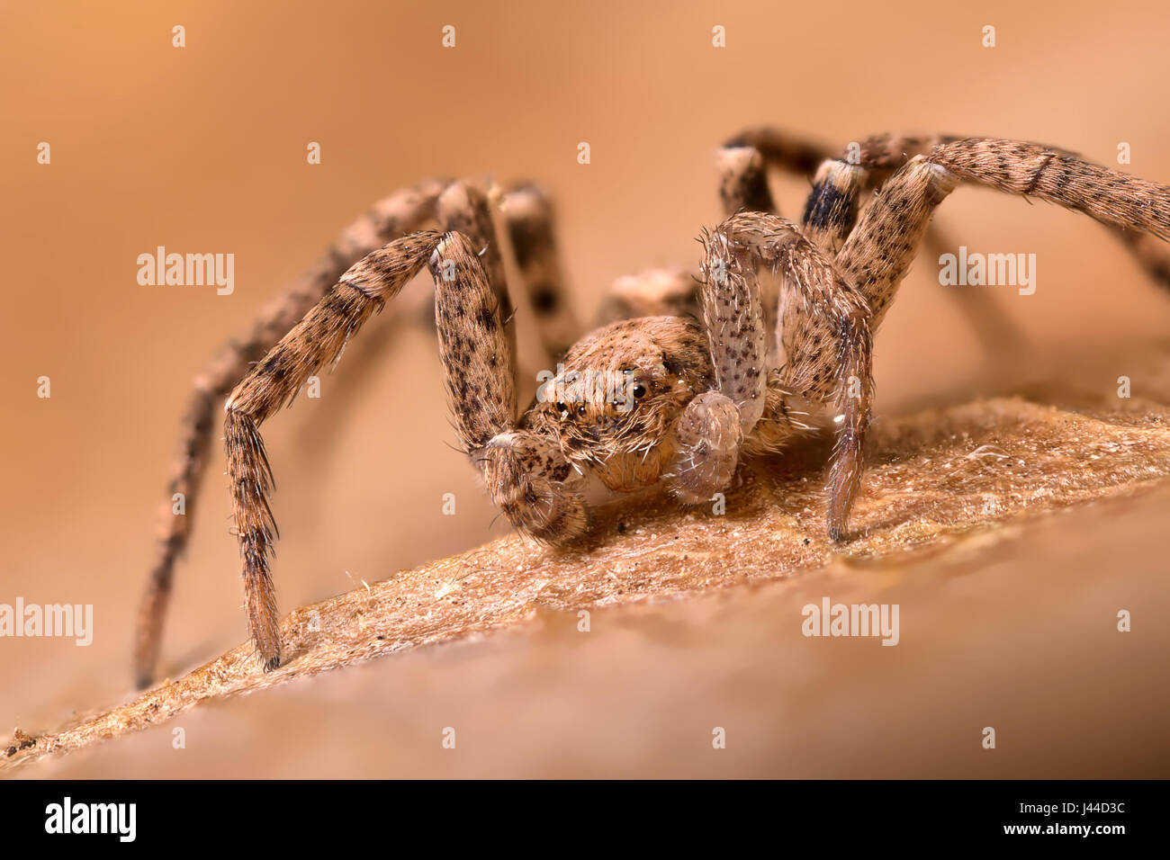 A beautiful spider Stock Photo - Alamy