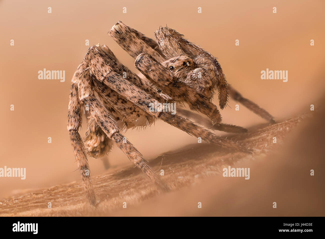 A beautiful spider Stock Photo - Alamy