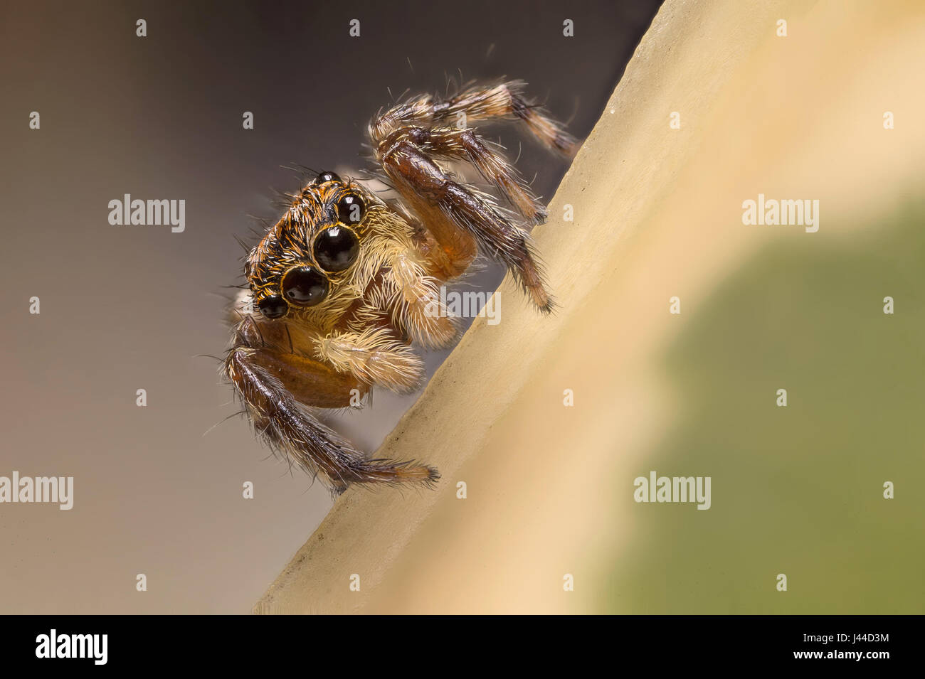 A beautiful spider Stock Photo - Alamy