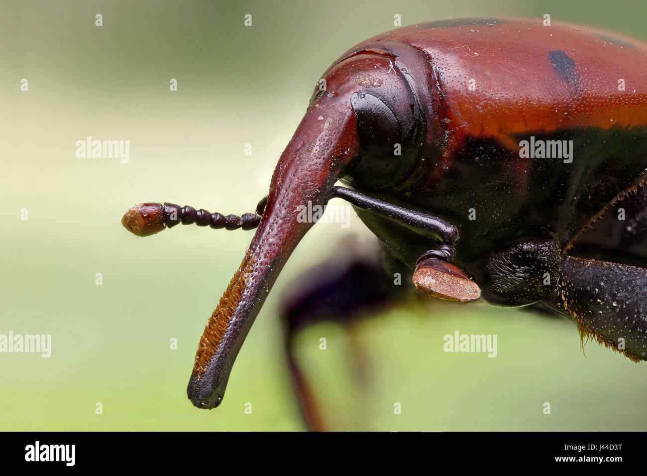 A Rhynchophorus ferrugineus - red weevil Stock Photo - Alamy