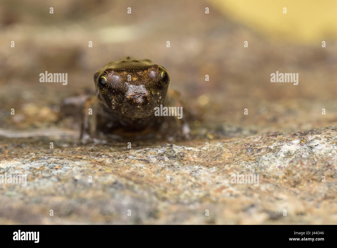 Tree underwater frog hi-res stock photography and images - Alamy