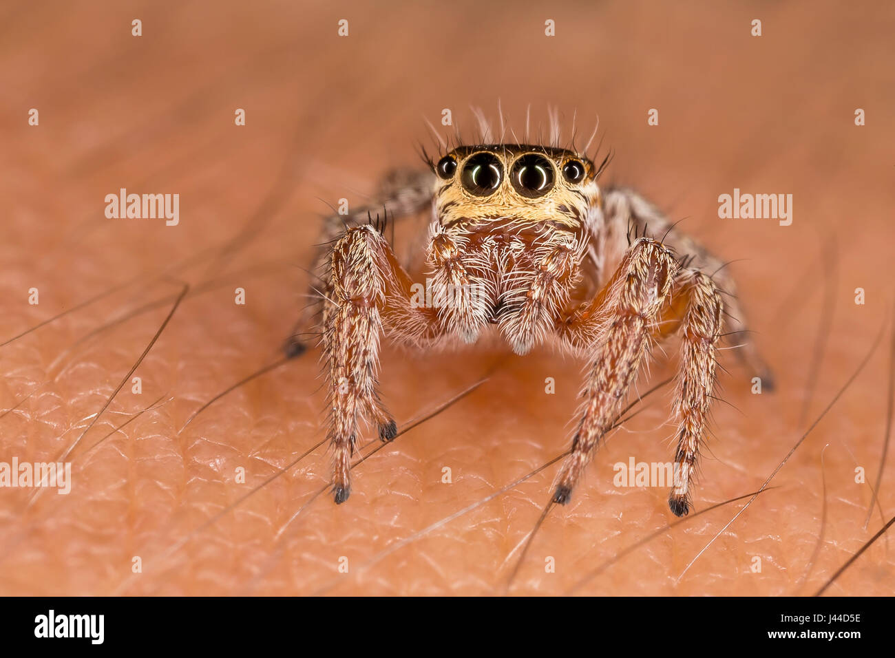 A beautiful spider Stock Photo - Alamy