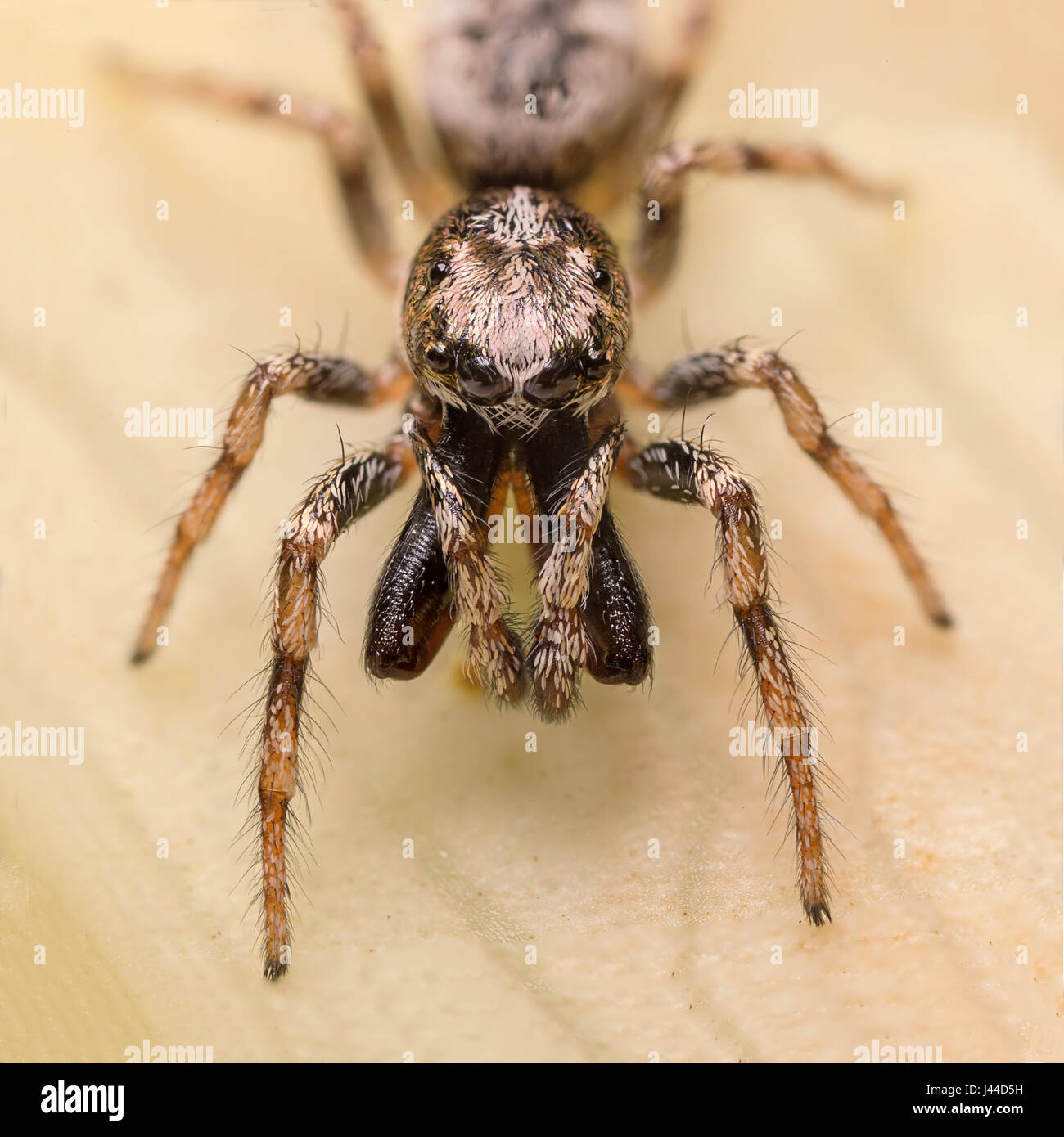 A beautiful spider Stock Photo - Alamy