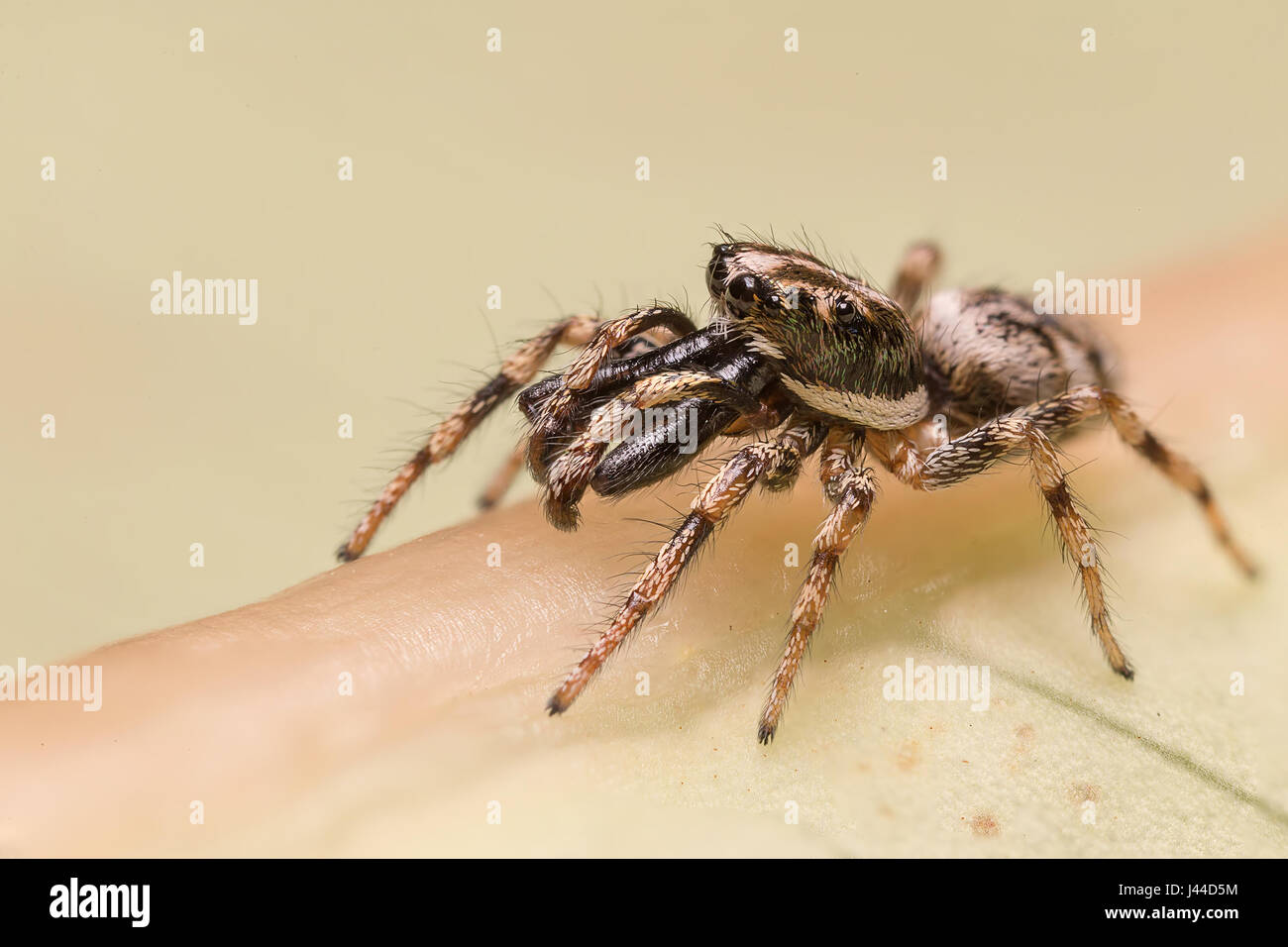 A beautiful spider Stock Photo - Alamy