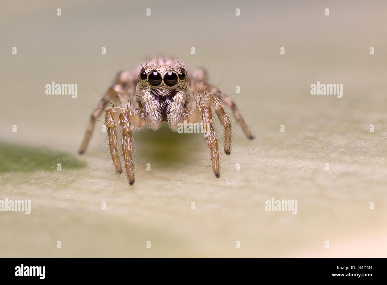 A beautiful spider Stock Photo - Alamy