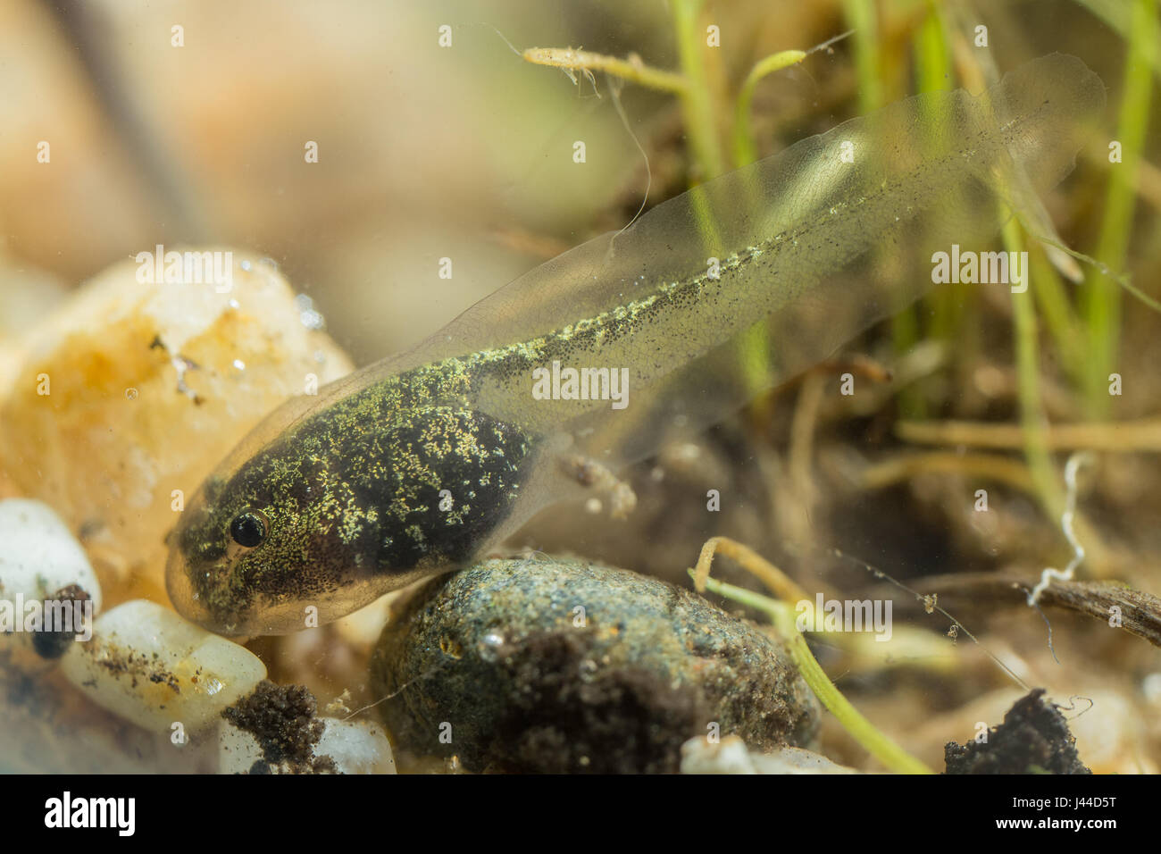 Tiny tadpole of a toad Stock Photo - Alamy