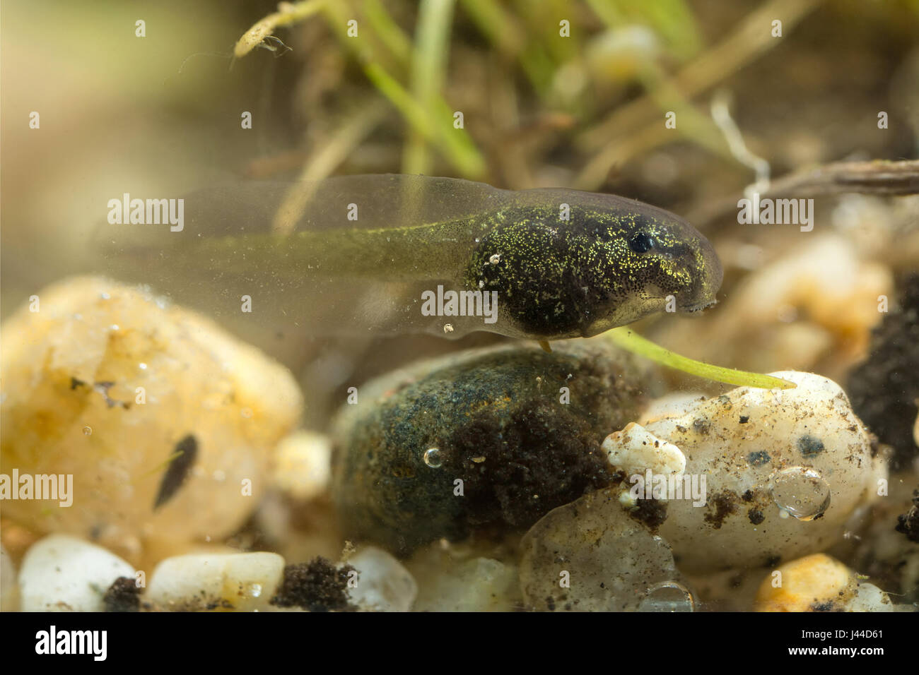 Tiny tadpole of a toad Stock Photo - Alamy