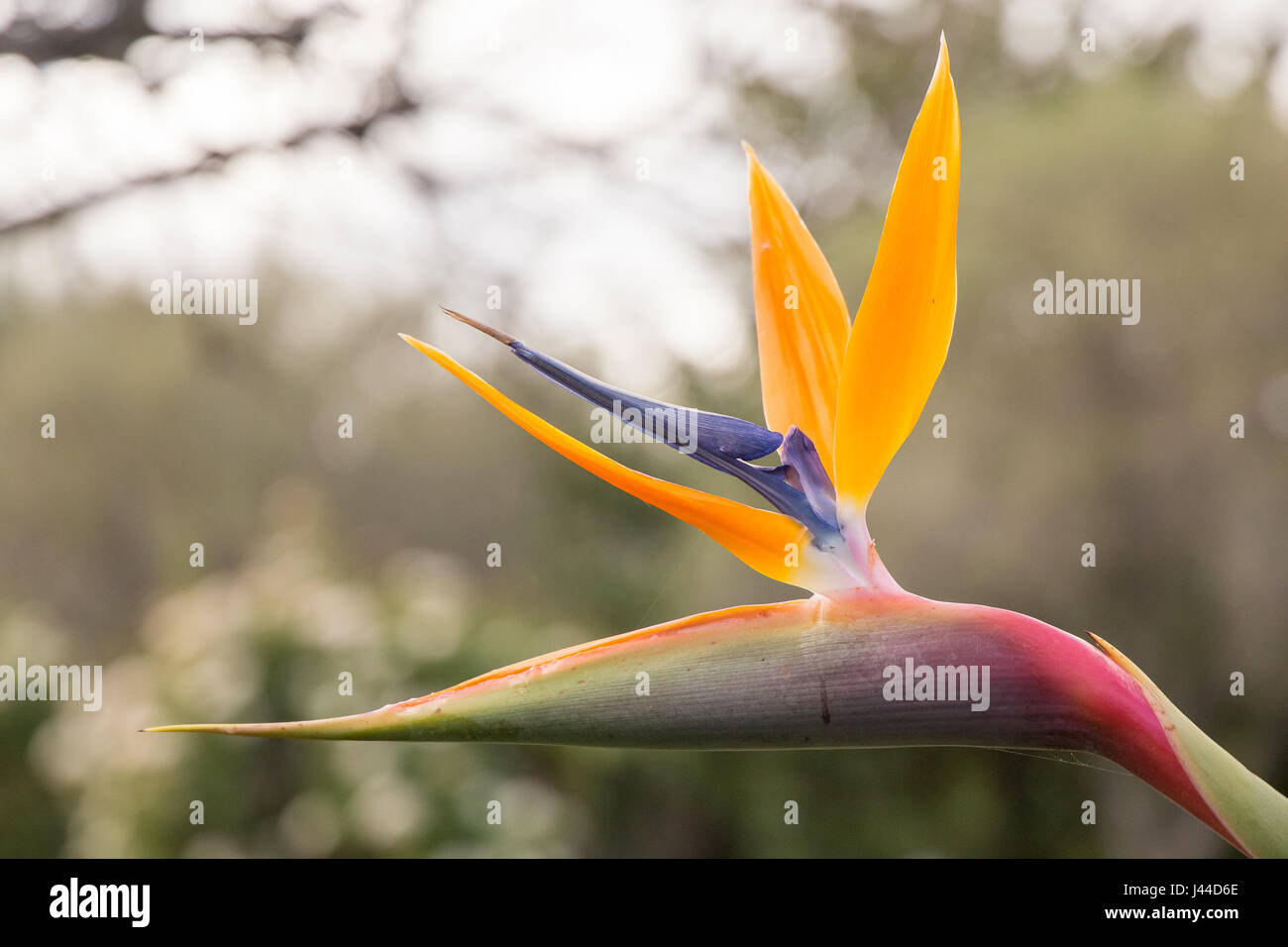 Strelitzia - A beautiful coloured flower Stock Photo - Alamy