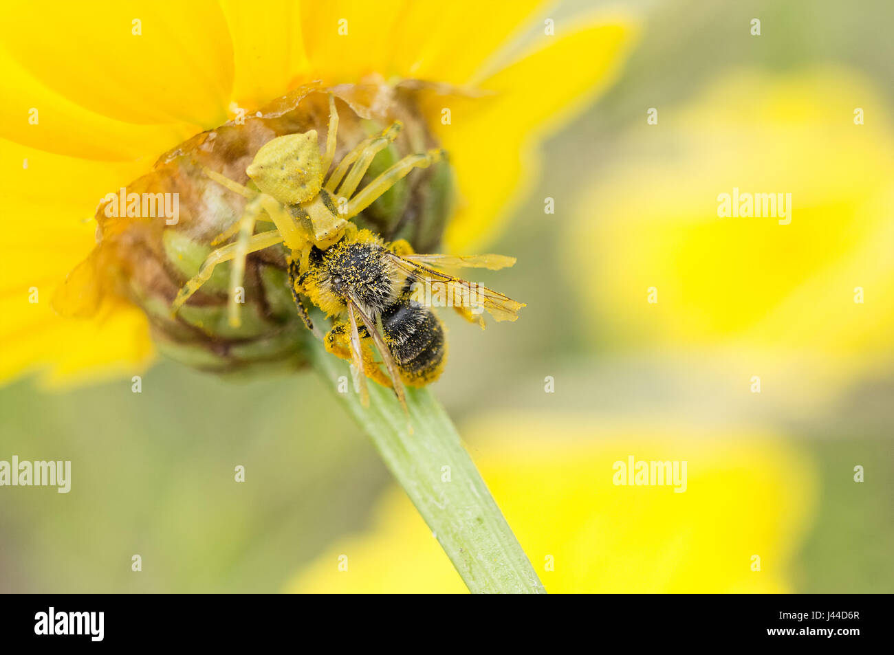 A beautiful spider eating insect prey Stock Photo - Alamy