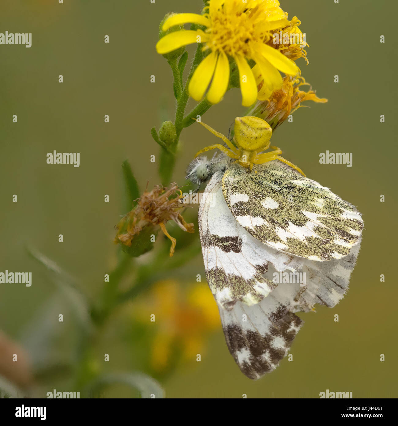 Spider eating insect hi-res stock photography and images - Alamy