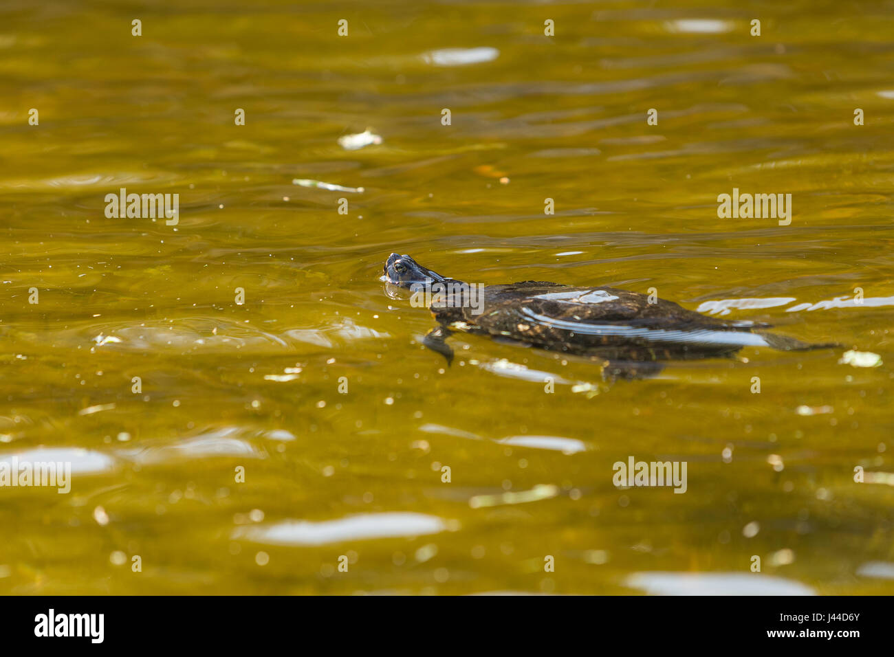 Aquatic turtle hi-res stock photography and images - Alamy