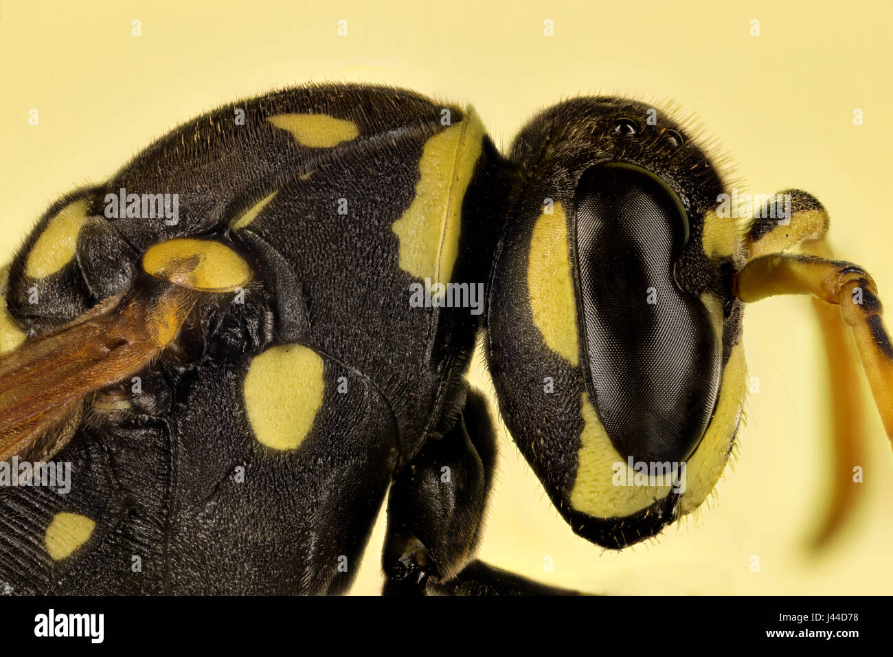 A common wasp details Stock Photo - Alamy