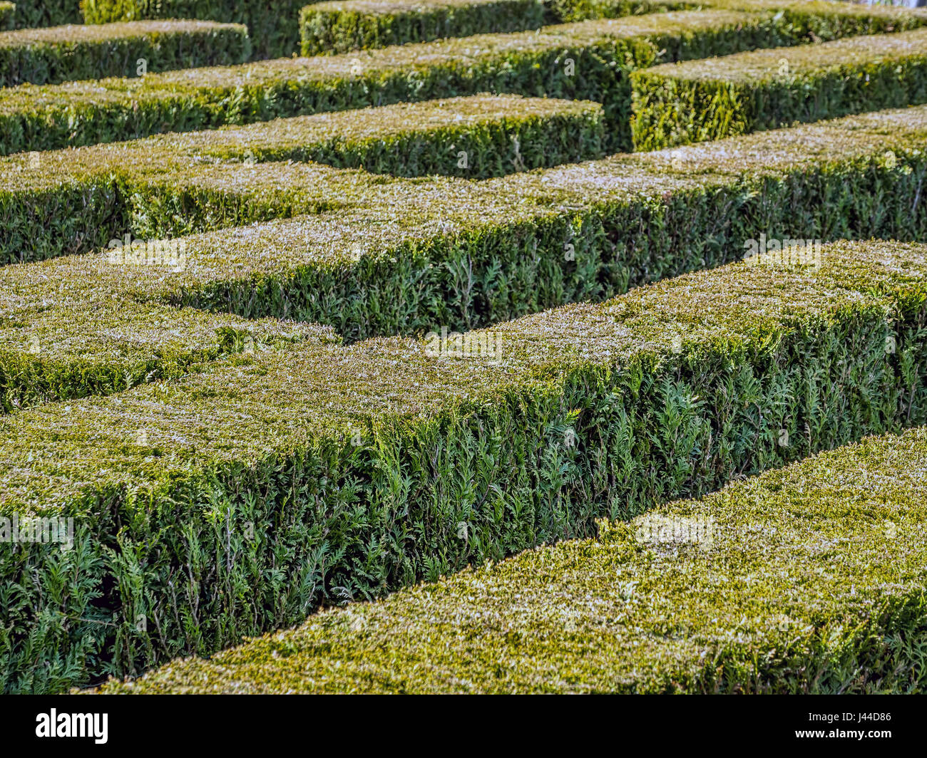 Maze hedge pattern labyrinth hi-res stock photography and images - Alamy