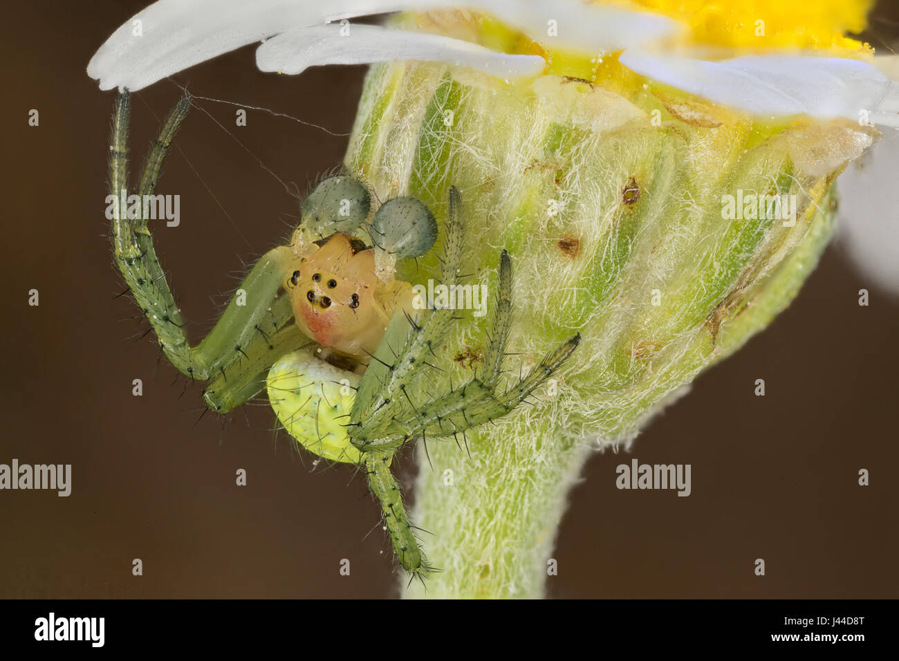 A beautiful spider Stock Photo - Alamy