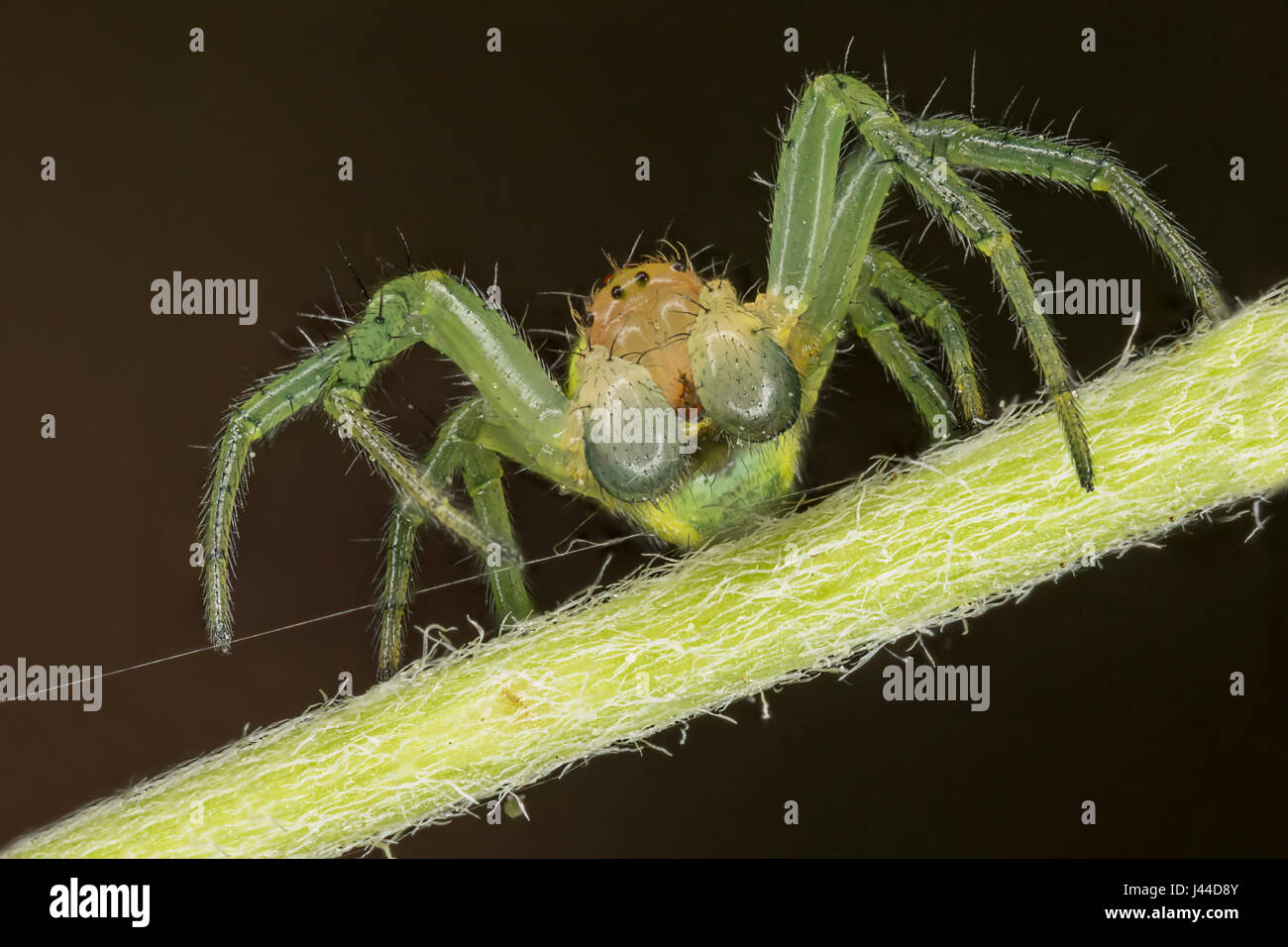 A beautiful spider Stock Photo - Alamy