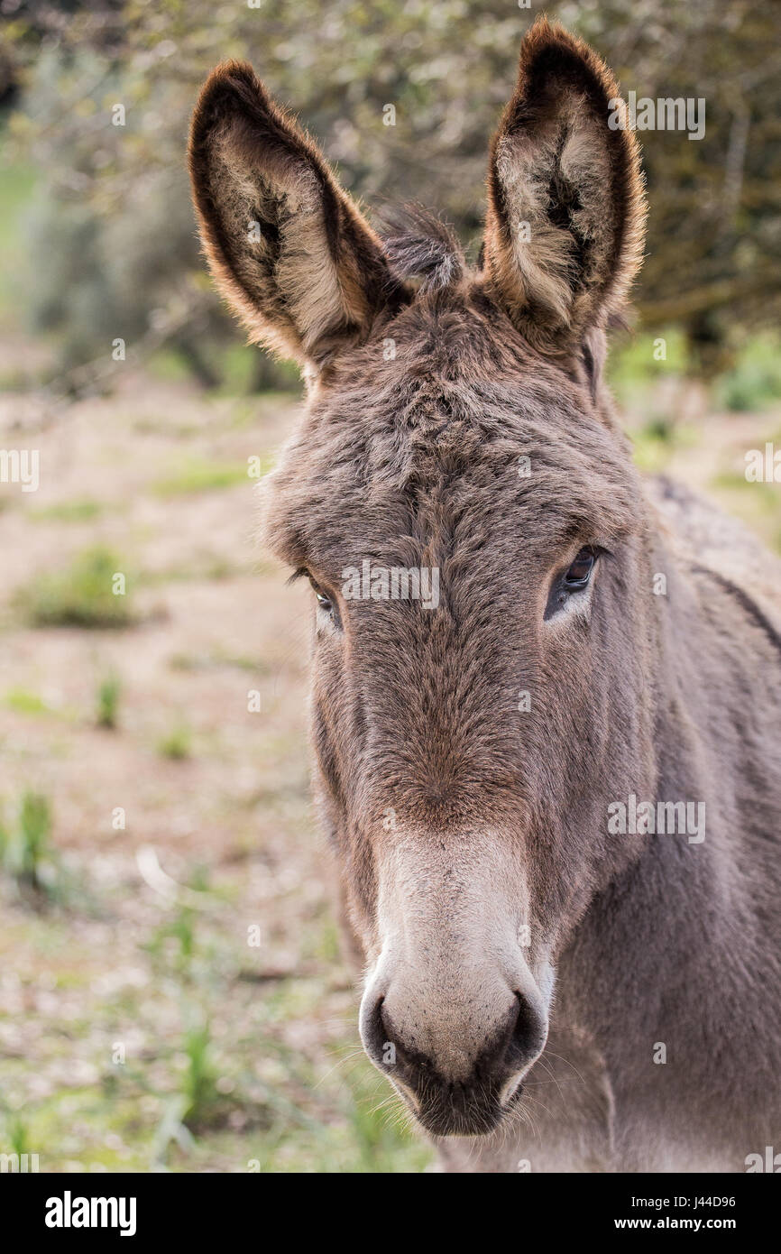 A beautiful Donkey Stock Photo - Alamy