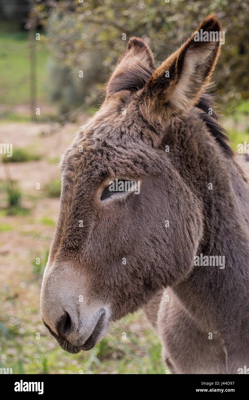 A beautiful Donkey Stock Photo - Alamy