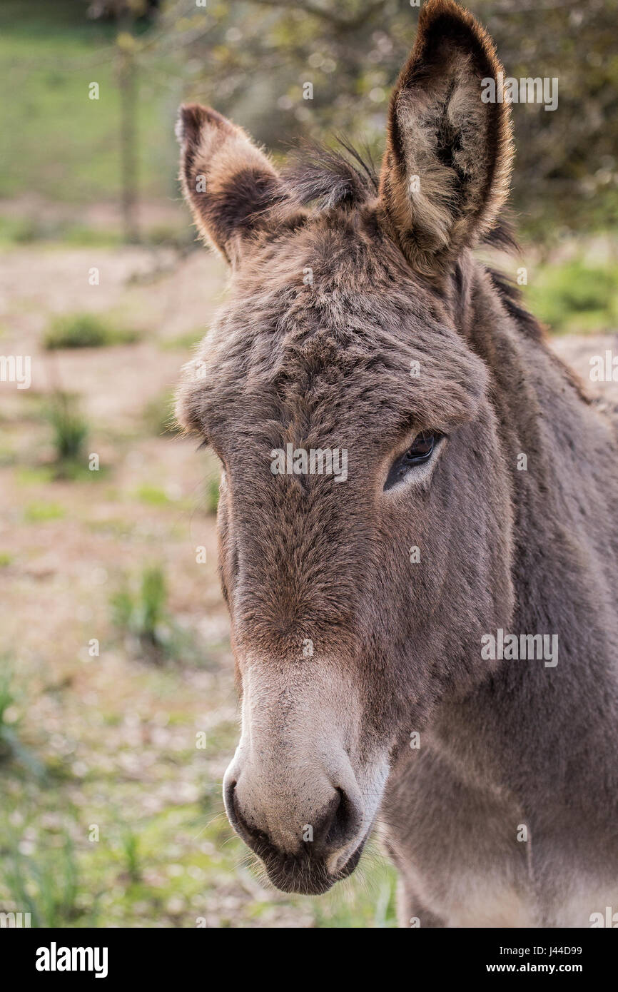 A beautiful Donkey Stock Photo - Alamy