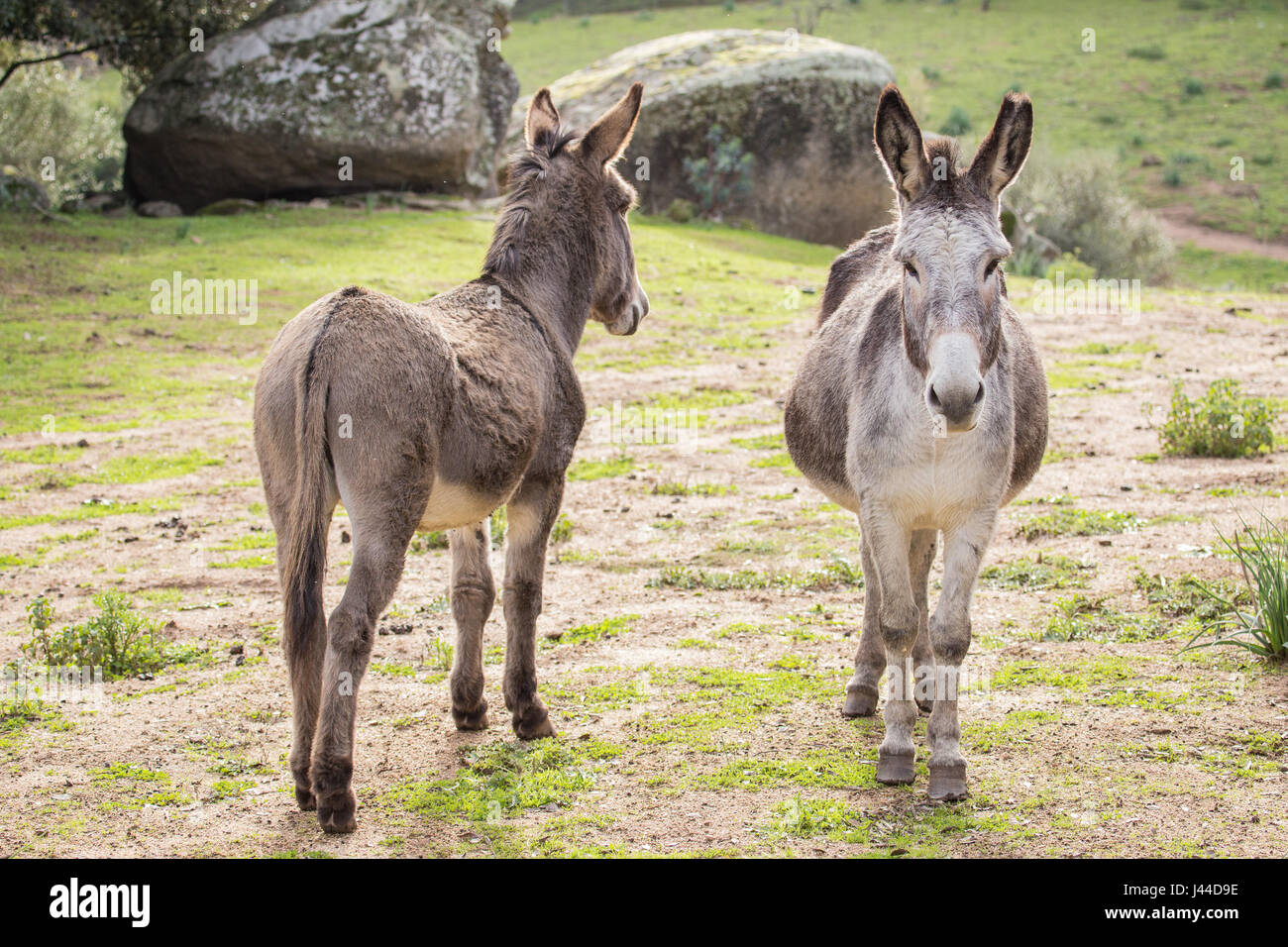 A beautiful Donkey Stock Photo - Alamy