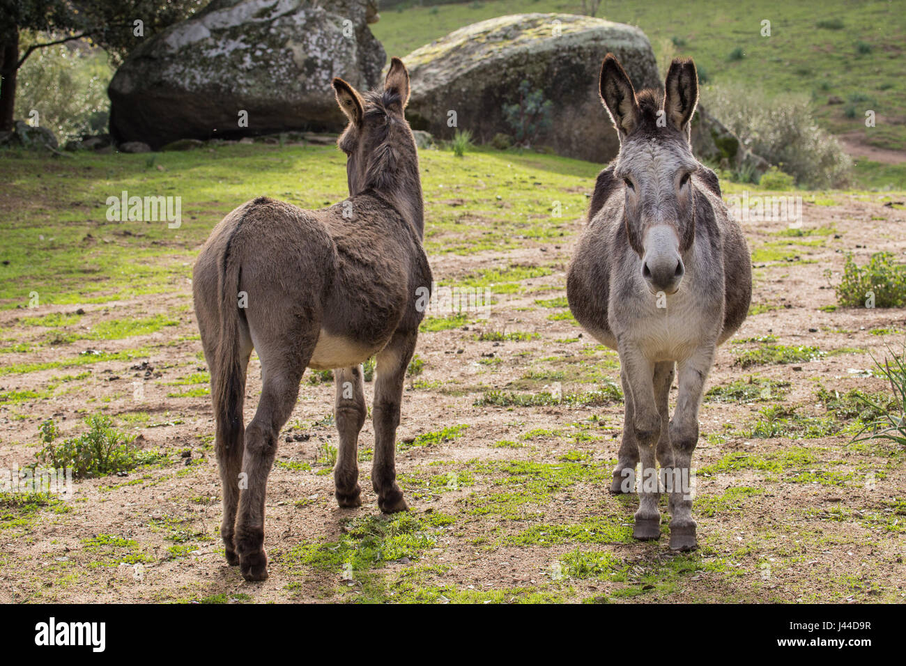 A beautiful Donkey Stock Photo - Alamy