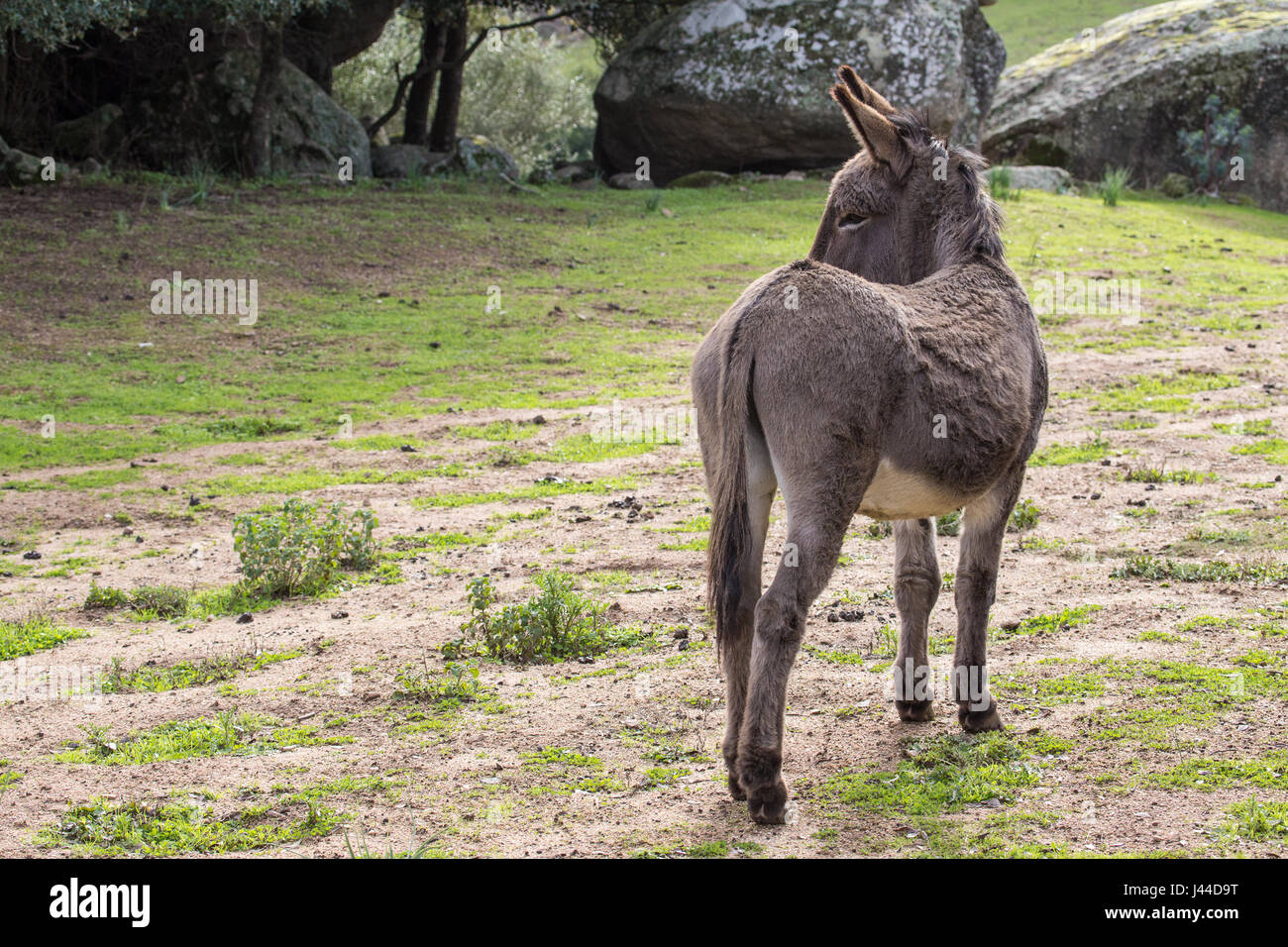 A beautiful Donkey Stock Photo - Alamy