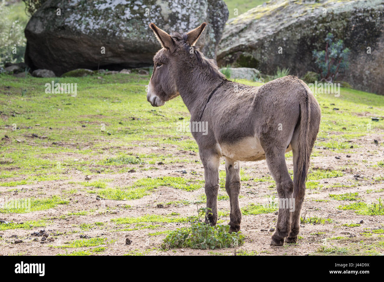 A beautiful Donkey Stock Photo - Alamy
