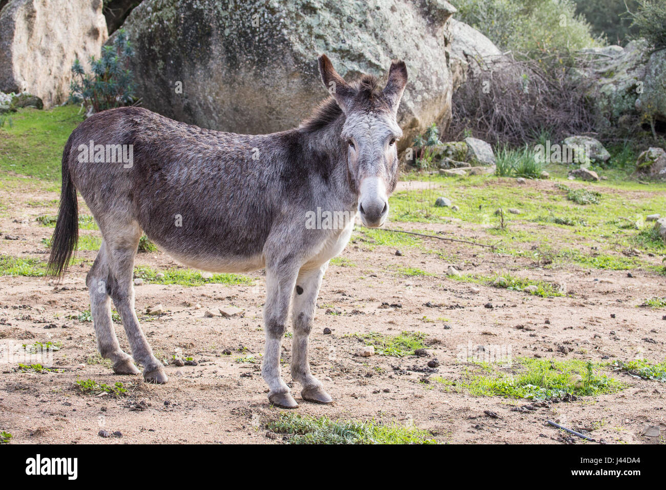A beautiful Donkey Stock Photo - Alamy
