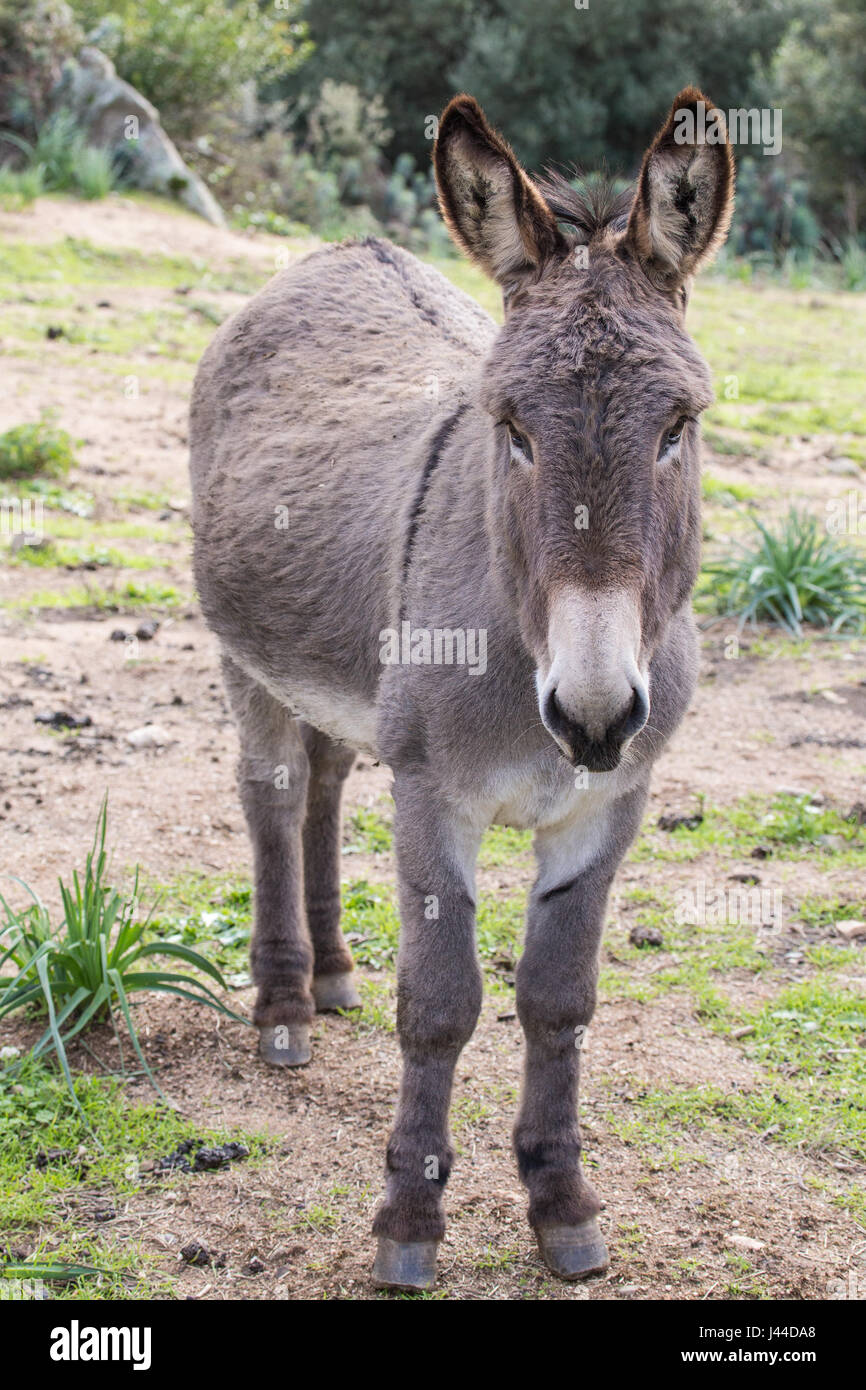 A beautiful Donkey Stock Photo - Alamy