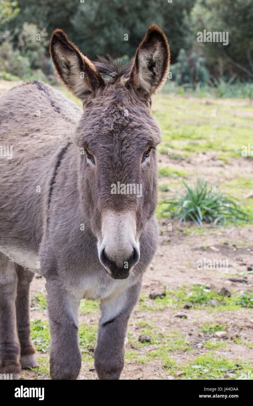 A beautiful Donkey Stock Photo - Alamy