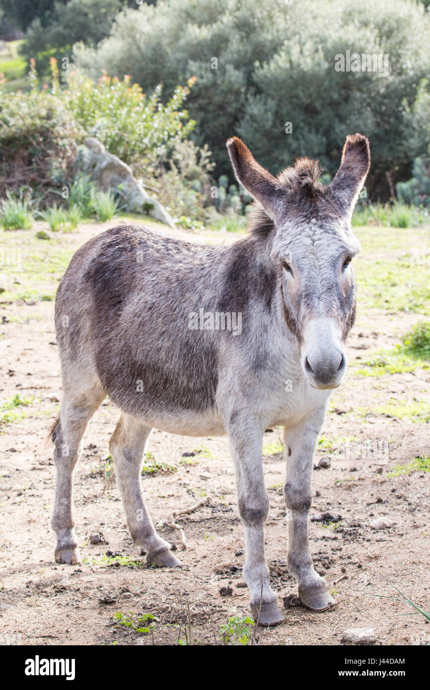 A beautiful Donkey Stock Photo - Alamy