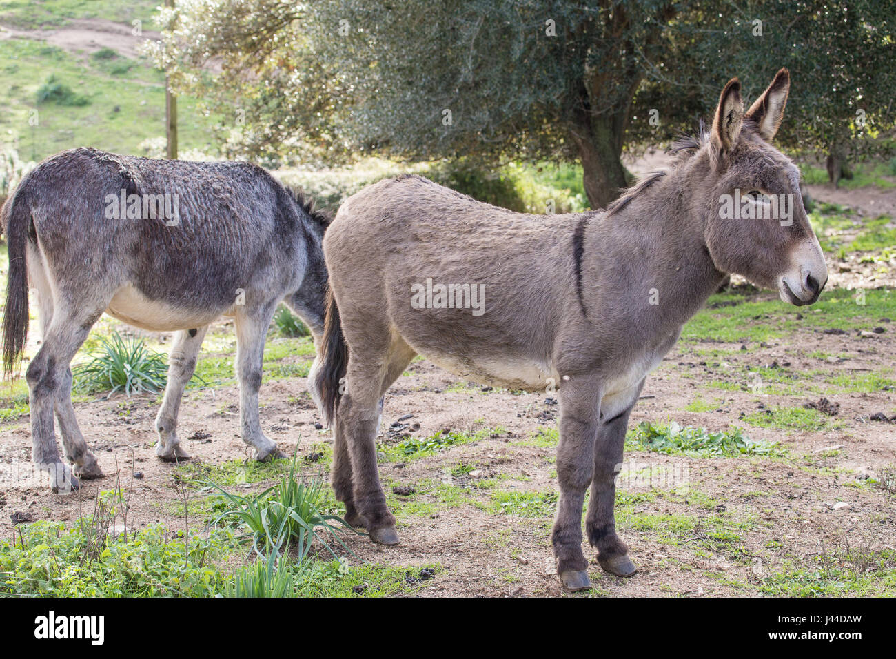 A beautiful Donkey Stock Photo - Alamy
