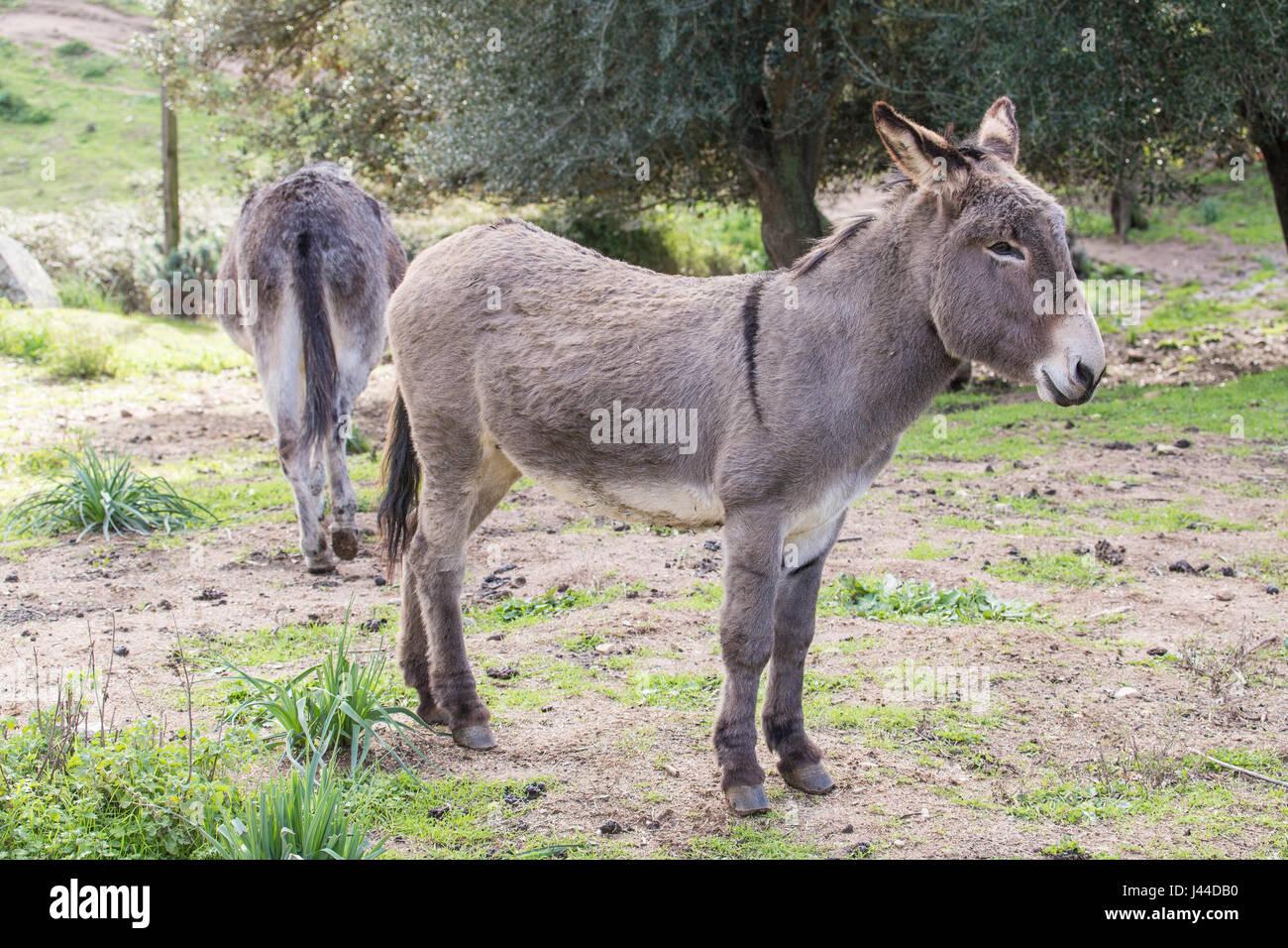 A beautiful Donkey Stock Photo - Alamy
