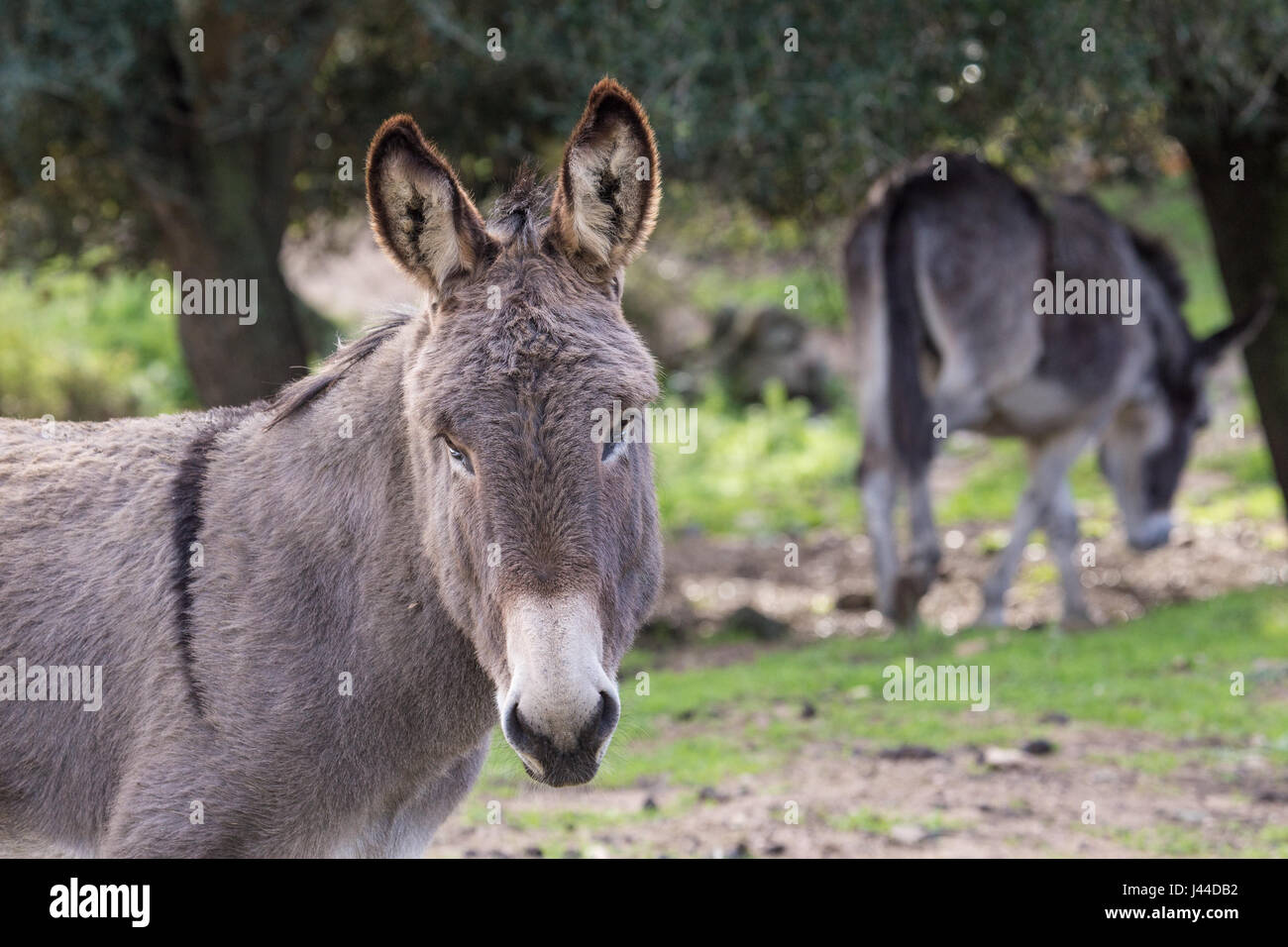 A beautiful Donkey Stock Photo - Alamy