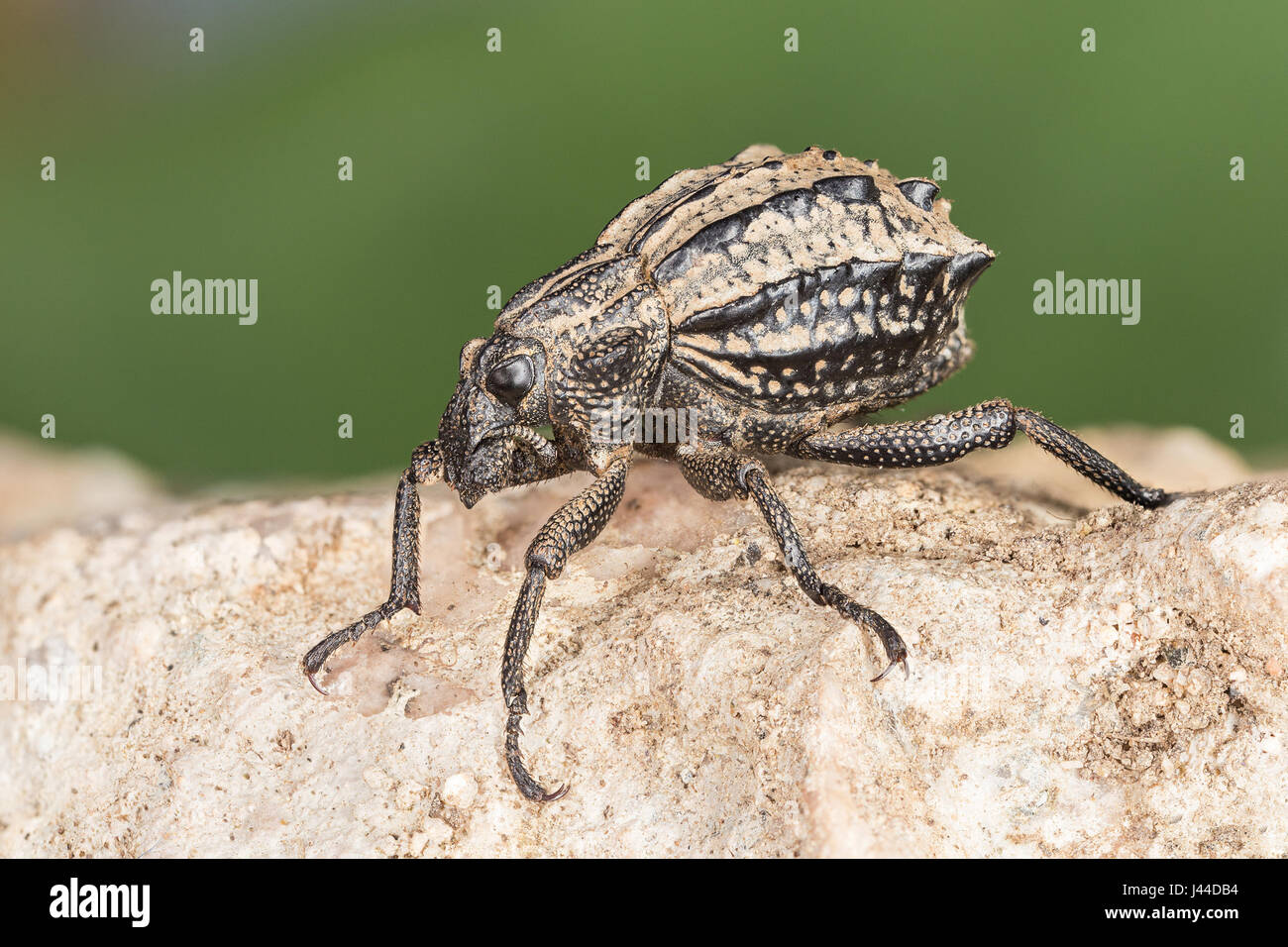 Onion weevil on a stone Stock Photo - Alamy