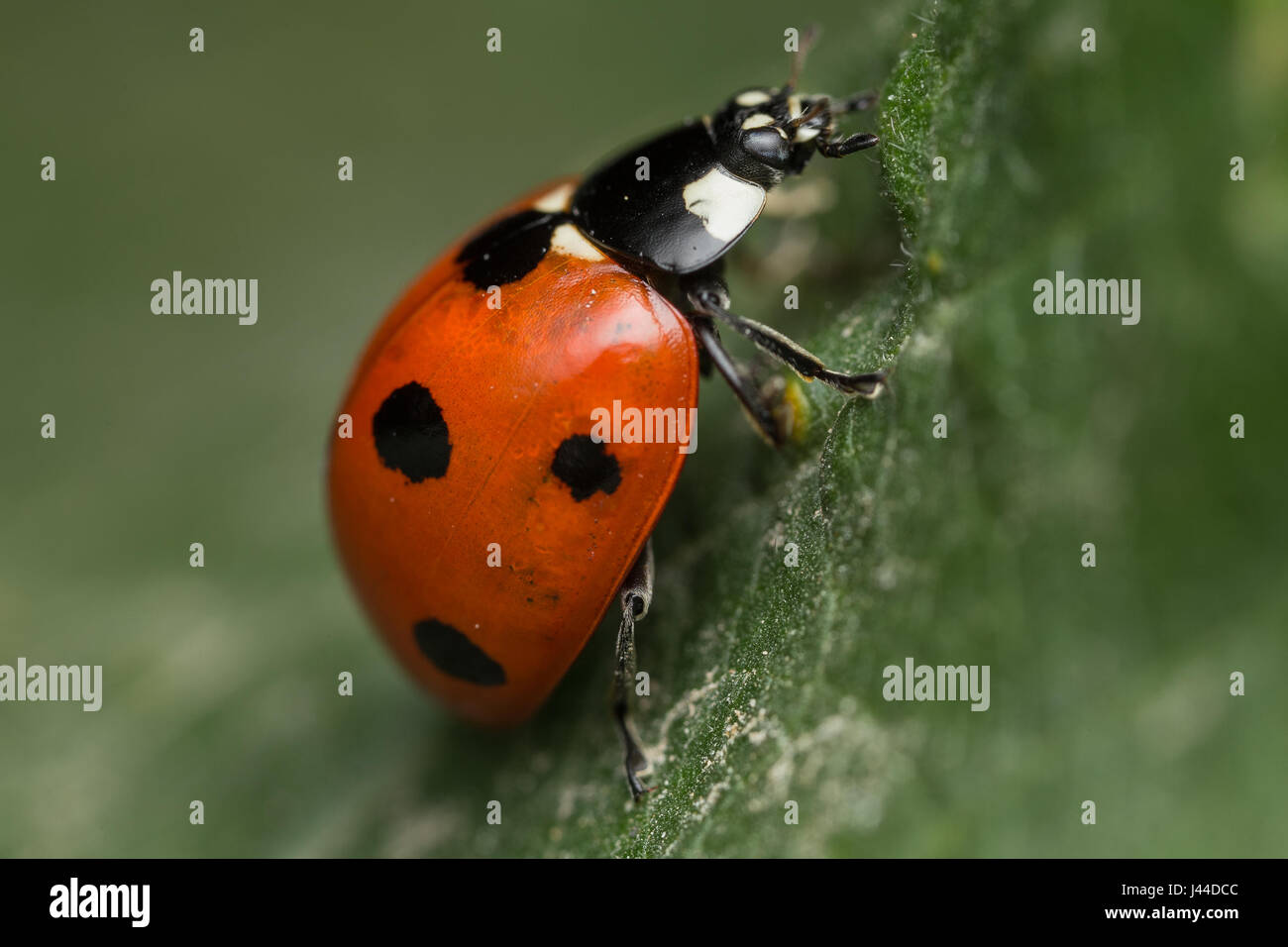 Coleoptera insect microscope hi-res stock photography and images - Alamy