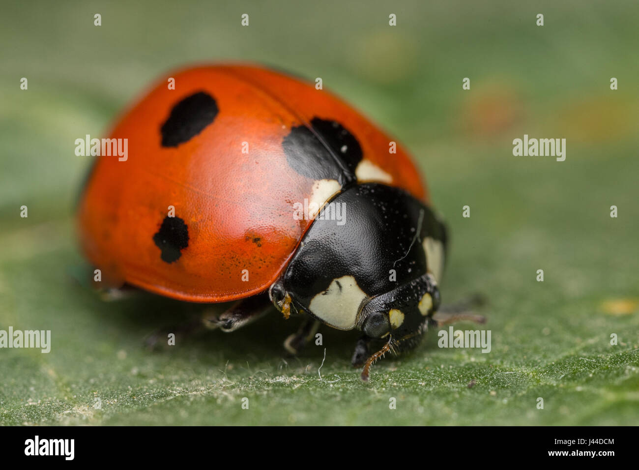 Coleoptera insect microscope hi-res stock photography and images - Alamy
