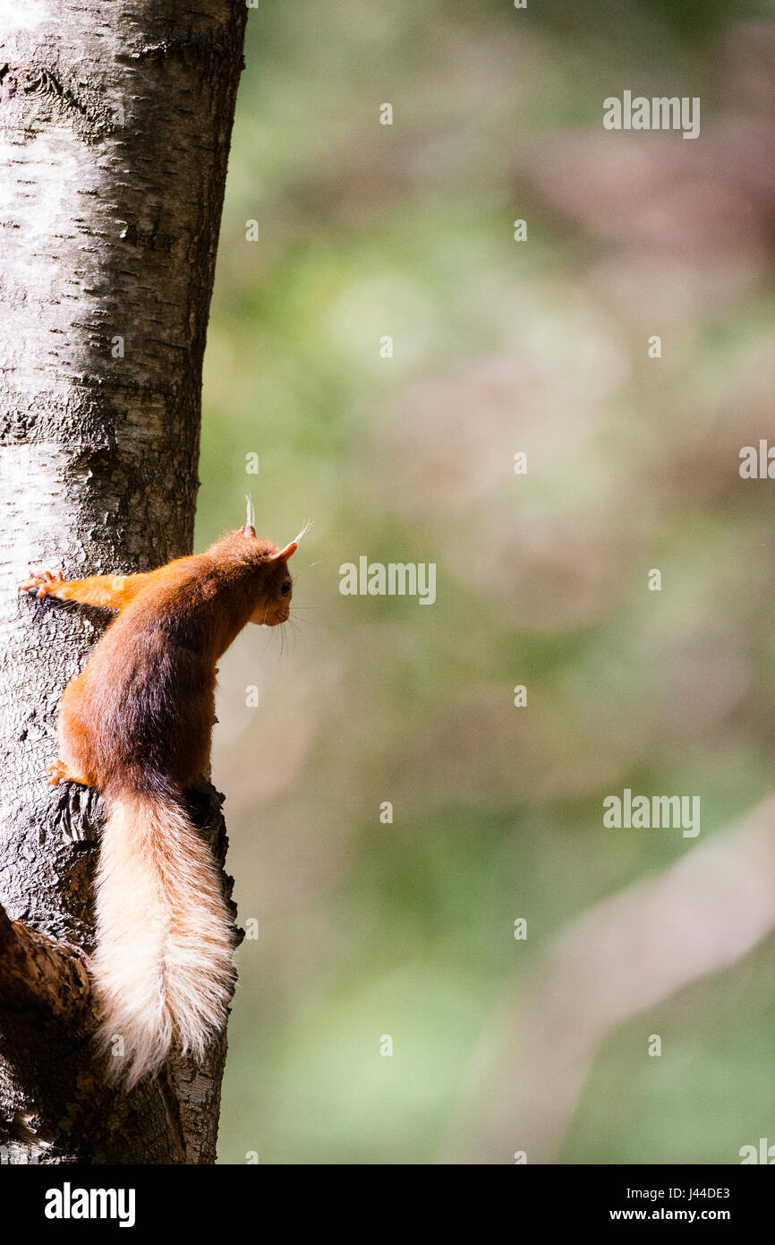 Squirrel looking down from tree hi-res stock photography and images - Alamy