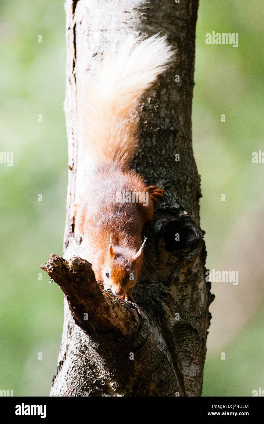Red squirrel hanging upside down from tree trunk Stock Photo - Alamy