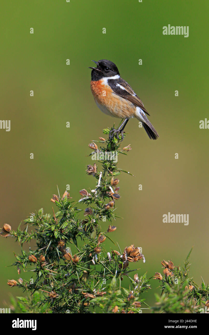 Singing forest hi-res stock photography and images - Alamy