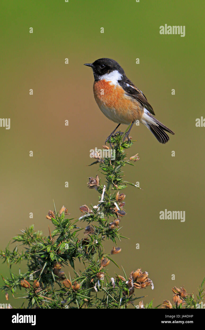 Male Stonechat on Gorse bush Stock Photo - Alamy