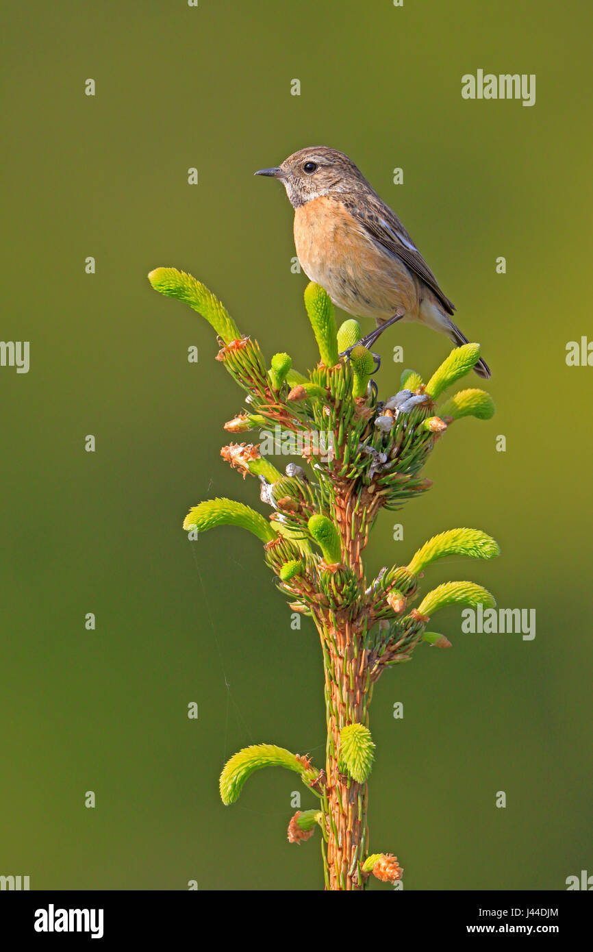 Female common stonechat hi-res stock photography and images - Alamy