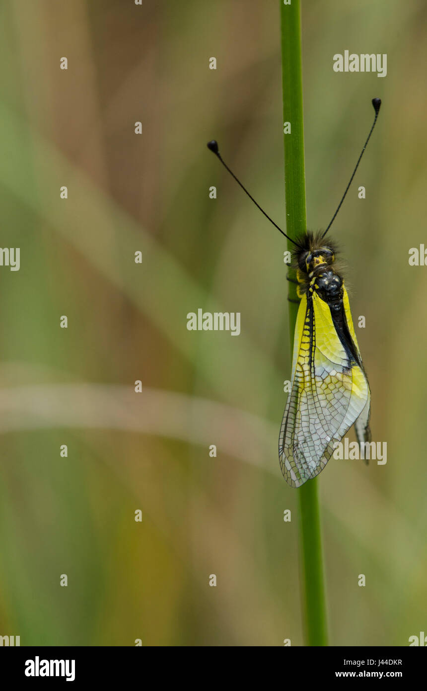 Owl-fly Libelloides baeticus , Ascalaphus libelluloides, wildlife ...